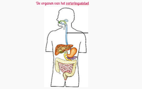 De organen van het verteringsstelsel, bs 8 by on Prezi
