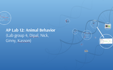 AP Lab 12: Animal Behavior by AP Bio Lab Table 4 on Prezi