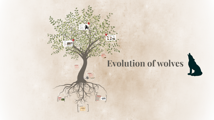 Wolf evolution by on Prezi