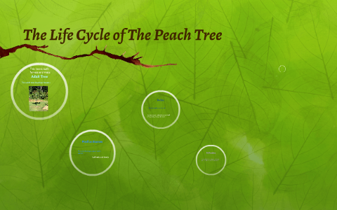 The Life Cycle of The Peach Tree by Blue Class - RJH on Prezi
