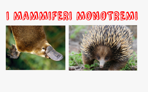 Mammiferi Monotremi by Elisa Stocco on Prezi