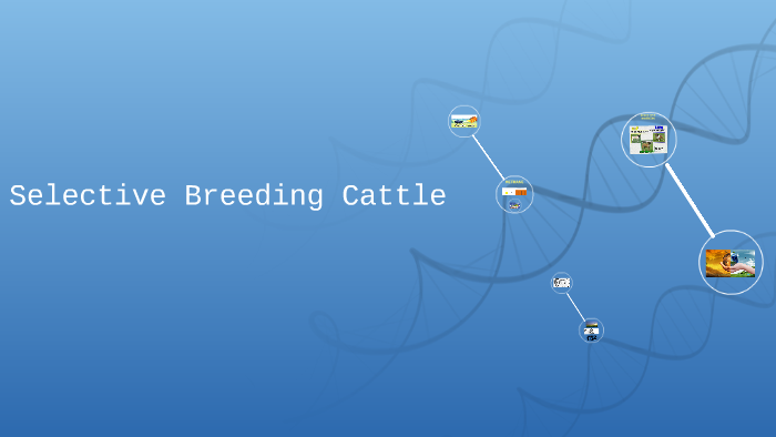 Selective Breeding Cattle by on Prezi