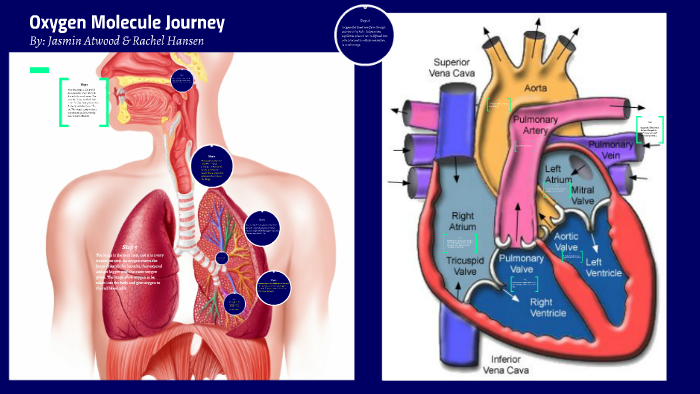 Oxygen Molecule Journey by Jasmin Atwood