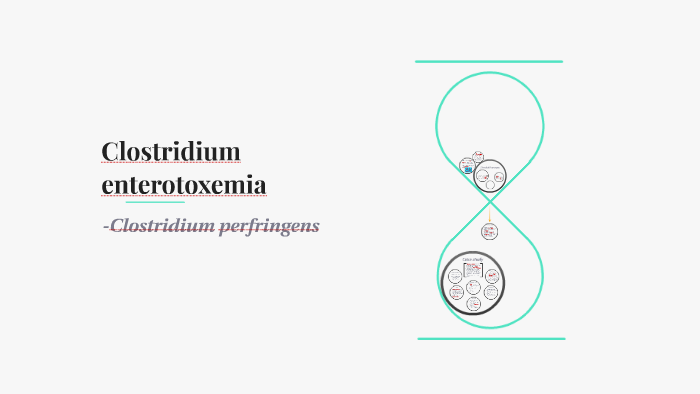 Clostridium enterotoxemia by Natasha van Tonder on Prezi