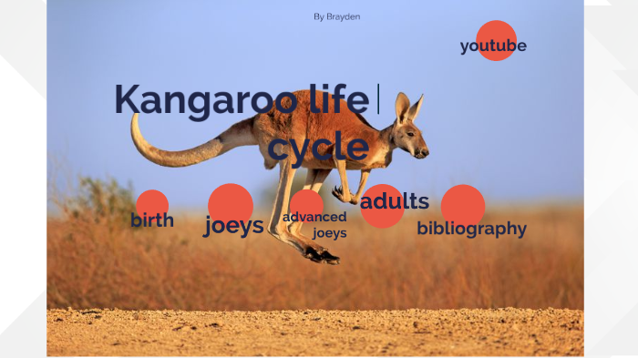 Kangaroo life cycle by Brayden Gage on Prezi