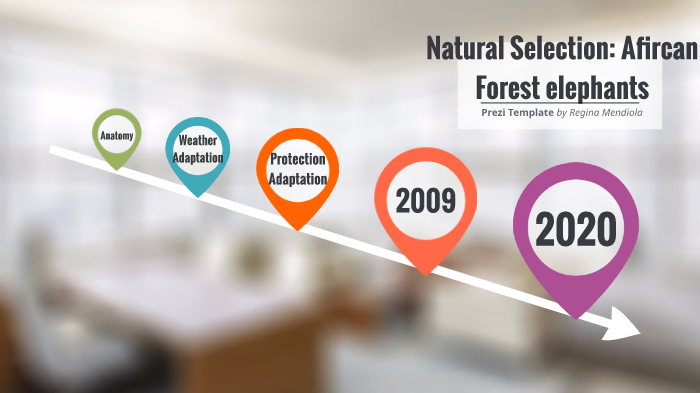 Natural Selection: African Forest Elephants by Regina Mendiola on Prezi