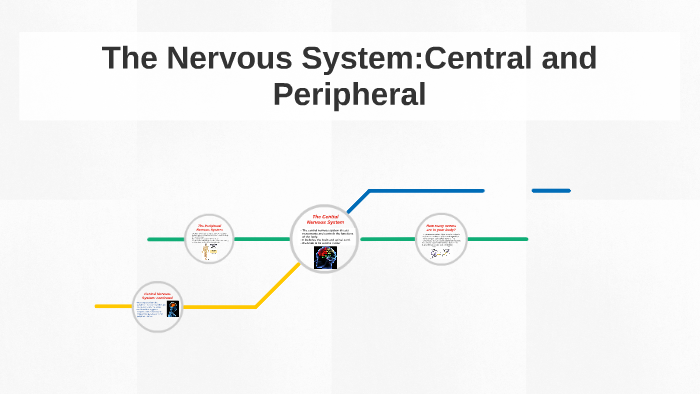 The Nervous System:Central and Peripheral by Lee Gelfand on Prezi