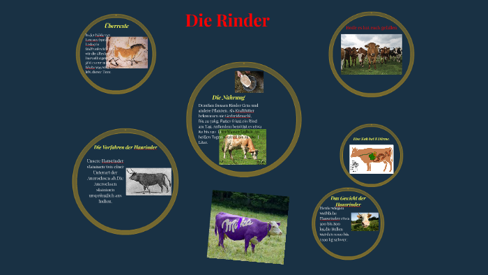 Die Rinder by Sarah Dorn on Prezi