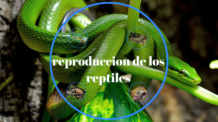 REPRODUCCION DE REPTILES by santiago montero vides on Prezi