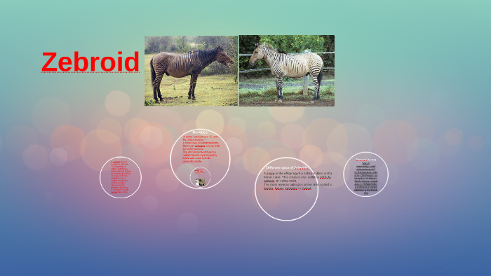 Zebroid by Jensen Erickson on Prezi