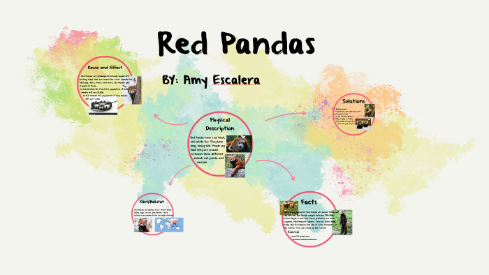 Red Pandas by amy escalera on Prezi
