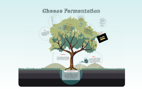 Cheese Fermentation Process by Aida Stevenson on Prezi