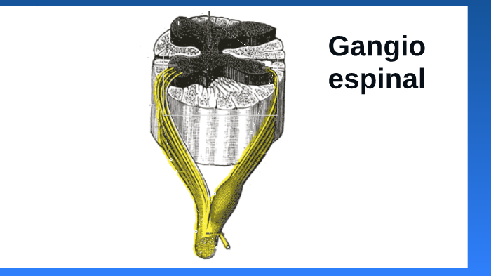 Ganglio espinal by ingrid dangond on Prezi