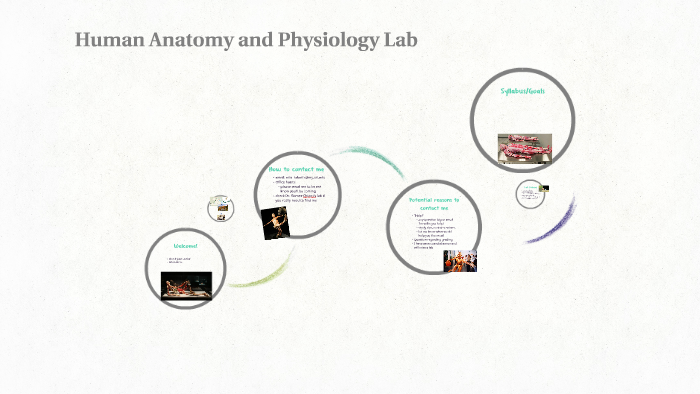 Human Anatomy and Physiology Lab Section by Erin Roberts on Prezi