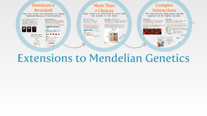 AP Bio- Mendelian Genetics 2: Extensions to Mendelian Genetics by ...