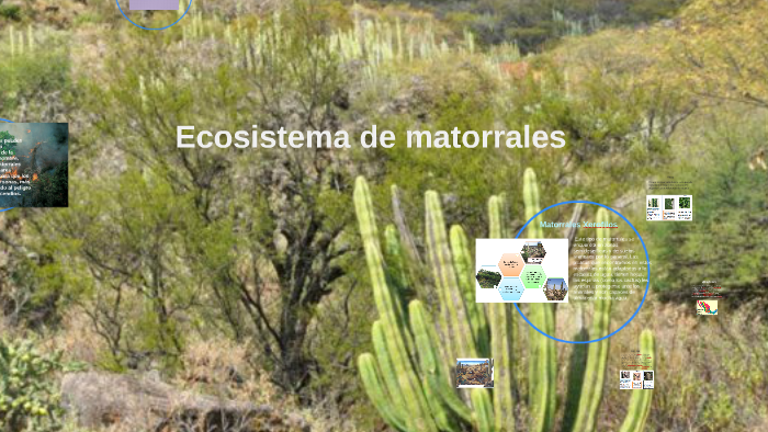 Ecosistema Matorrales. by Diana Laura Valencia on Prezi
