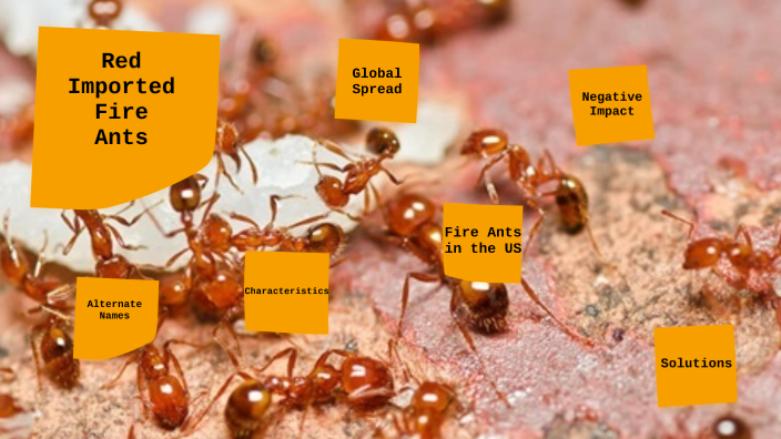 Red Imported Fire Ants by Will Brammer on Prezi
