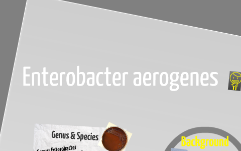Enterobacter aerogenes by Genesis Pena on Prezi