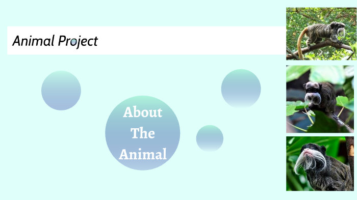Animal project by ava Birk on Prezi