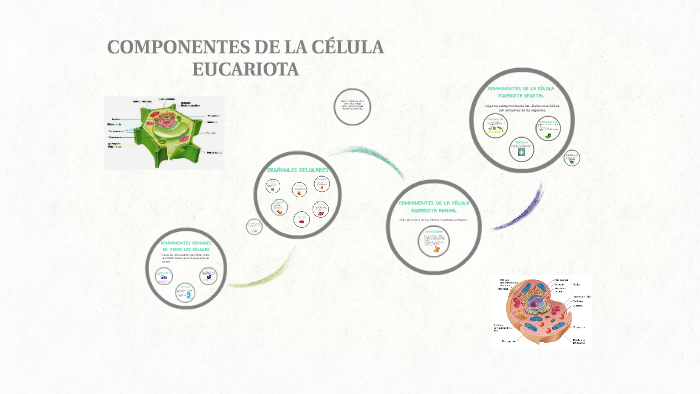 COMPONENTES DE LA CÉLULA EUCARIOTA by marta fernandez on Prezi