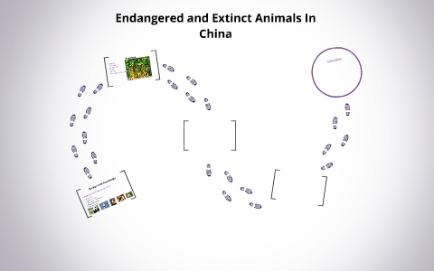 Endangered & Extinct Animals in China by Tahlia Little on Prezi