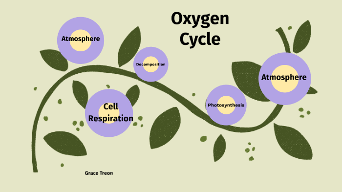 Oxygen Cycle by Grace Treon on Prezi