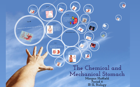 The Stomach by Morgan Hatfield on Prezi
