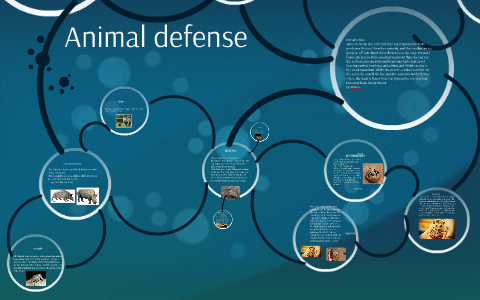 Animal defense. by Evelynn Beard on Prezi