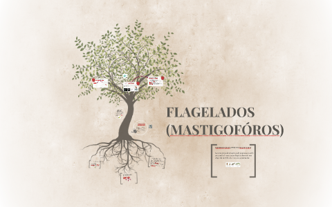 FLAGELADOS (MASTIGOFÓROS) by Bany Jimenez Solar on Prezi