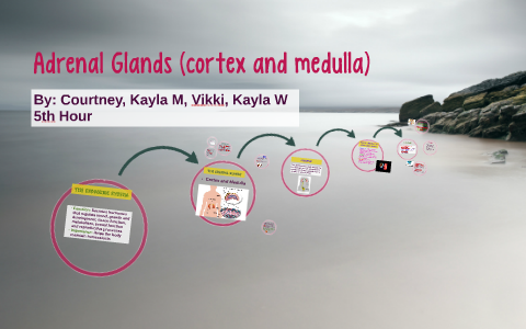 Adrenal Glands (cortex and medulla) by Kayla Winkelman on Prezi