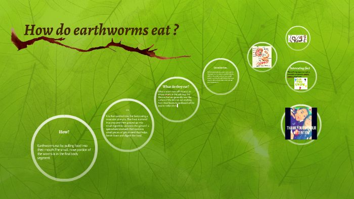 How do earthworms eat ? by Amor Flores on Prezi