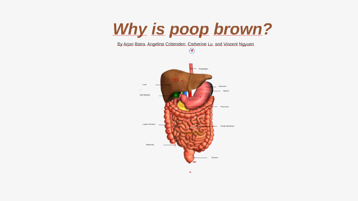 Why is poop brown? by Catherine Lu on Prezi