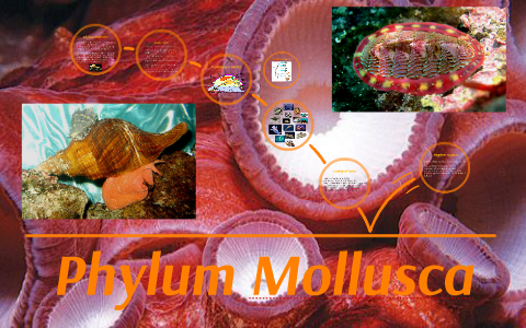 All mollusks start off their embryological development at pr by Josh ...