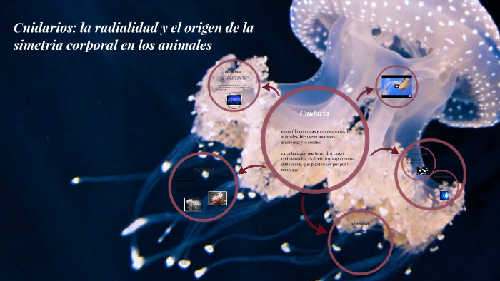 Cnidarios: la radialidad y el origen de la simetria corporal by daniel ...