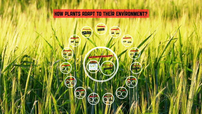 How plants adapt to their environment? by zana mateusz on Prezi