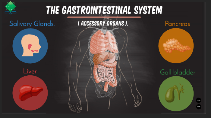 GIT Accessory organs. by Lem Juha on Prezi