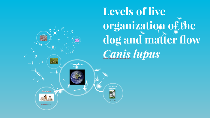 levels of live organization of the dog Canis lupus by Laura Clavijo on ...