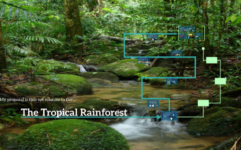 The Tropical Rainforest by Anna Fyfe on Prezi