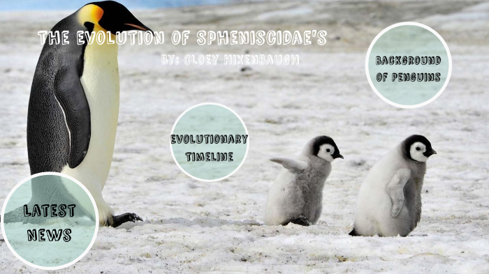 penguin evolution by Cloey Hixenbaugh on Prezi