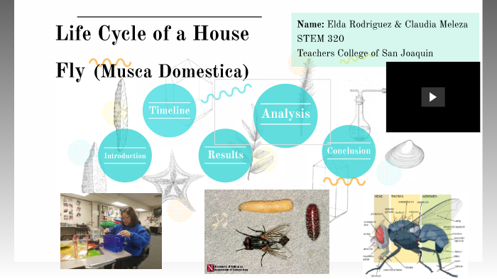 Life Cycle of a Fly by Claudia Meleza on Prezi