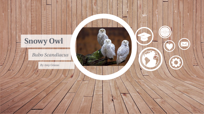 Snowy Owl - Amy Grasso by Amy Grasso on Prezi