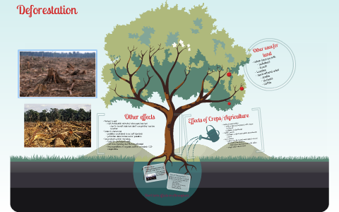 Deforestation by Toby Overton on Prezi