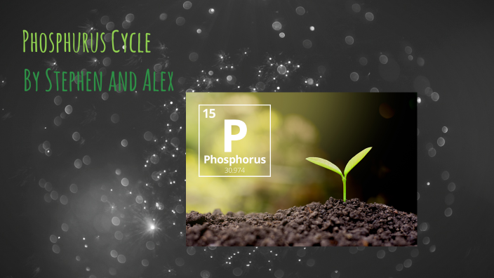 Phosphurus cycle by Stephen Terpstra on Prezi