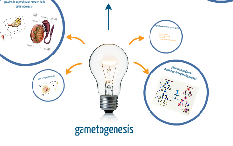 gametogenesis by alexander RAMIREZ on Prezi