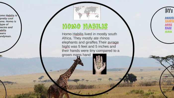 homo habilis by on Prezi