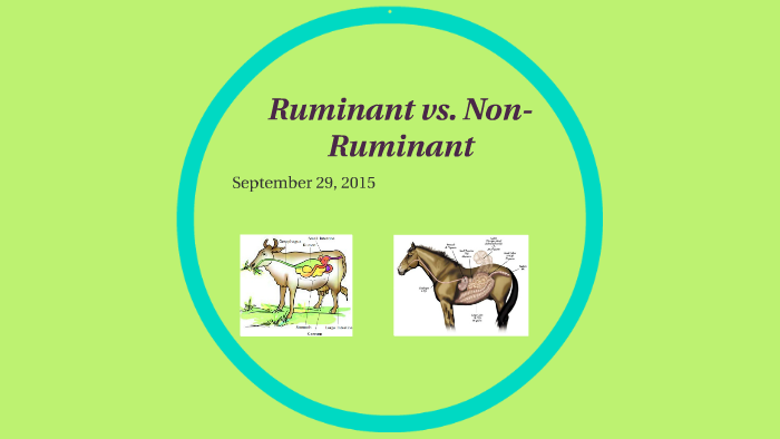Ruminant vs. Non- Ruminant by sydni hopkins on Prezi