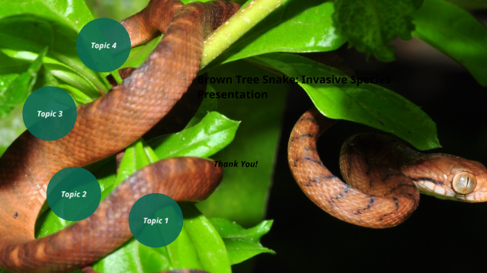 Invasive Species: Brown Tree Snake by Tenzin Kunchok on Prezi