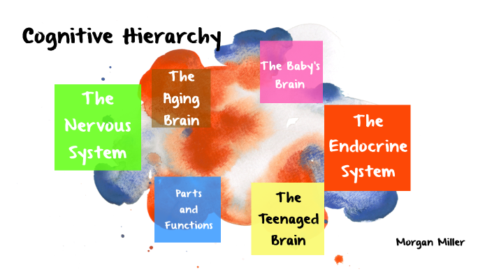 Cognitive Hierarchy for Brain Unit by Morgan Miller on Prezi