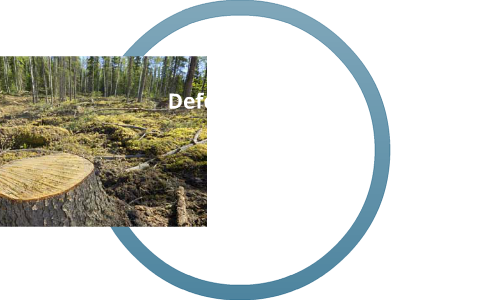 Deforestation by Ng Mun Kit on Prezi