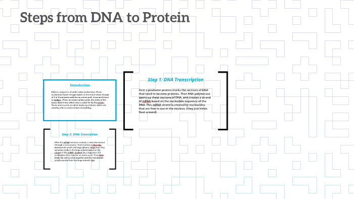Steps from DNA to Protien by Ryan Fleming on Prezi